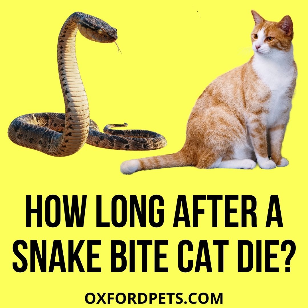 How Long After a Snake Bite Will a Cat Die? [2024 Facts] - Oxford Pets