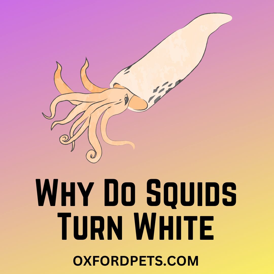 Why Do Squids Turn White When Hit or Killed? [Logical Reasons] - Oxford ...
