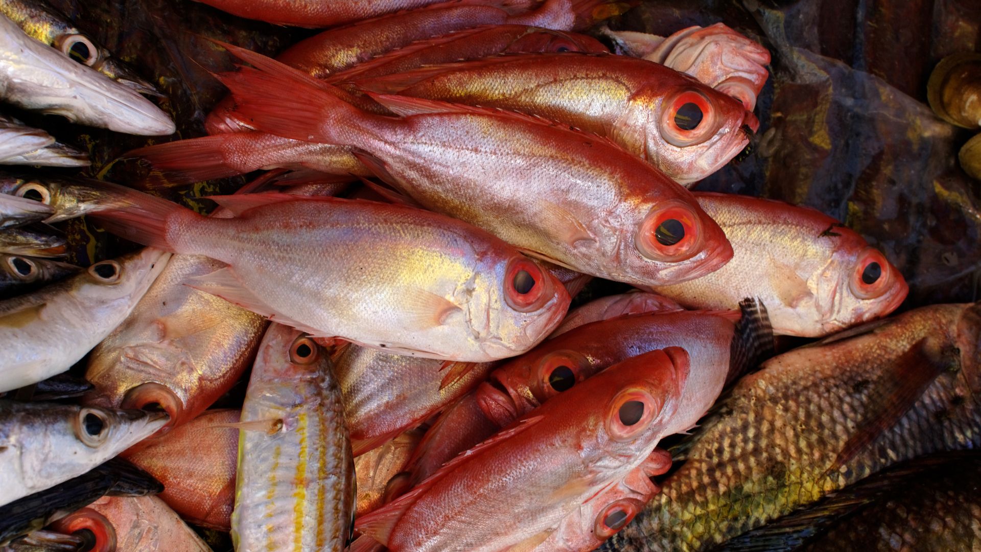 27 Fish Species With Big Eyes (Protruding/Bulging Eyes) - Oxford Pets