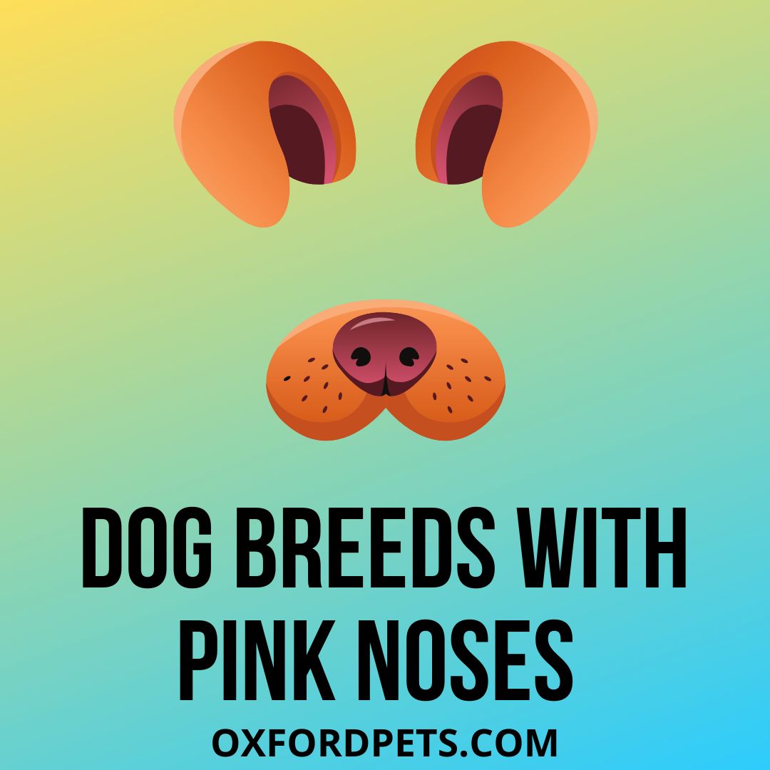 18 Dog Breeds With Pink Noses - Oxford Pets