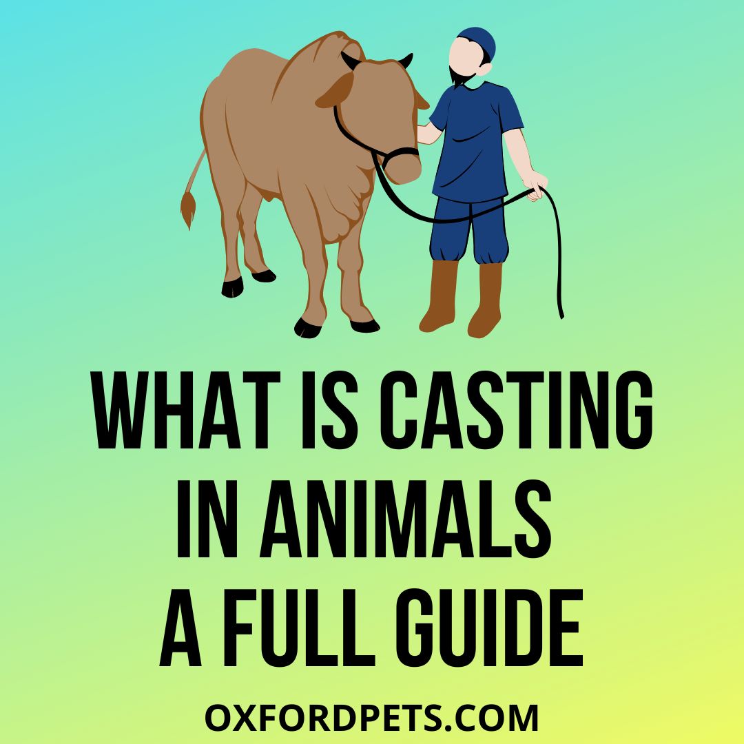 What is Casting Of Cattle: Cows And Buffaloes - Oxford Pets