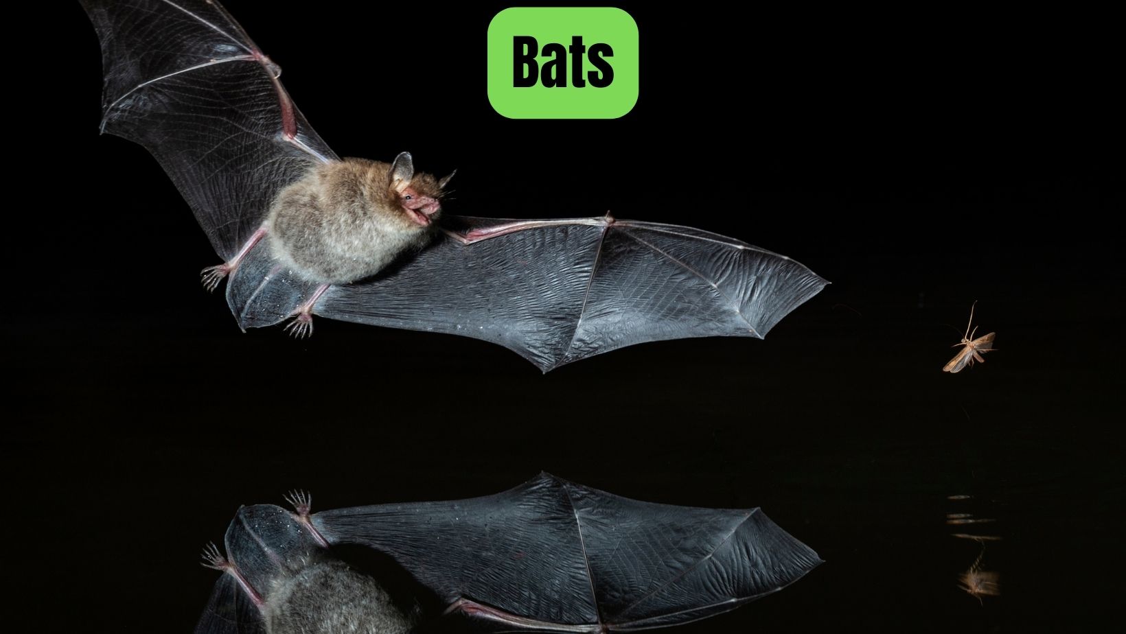 18 Most Dangerous Animals In Scotland - Oxford Pets