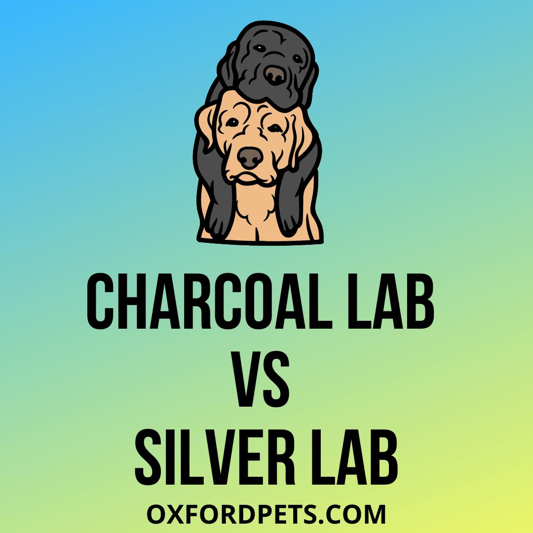 Charcoal Lab Vs Silver Lab: Differences and Comparison - Oxford Pets