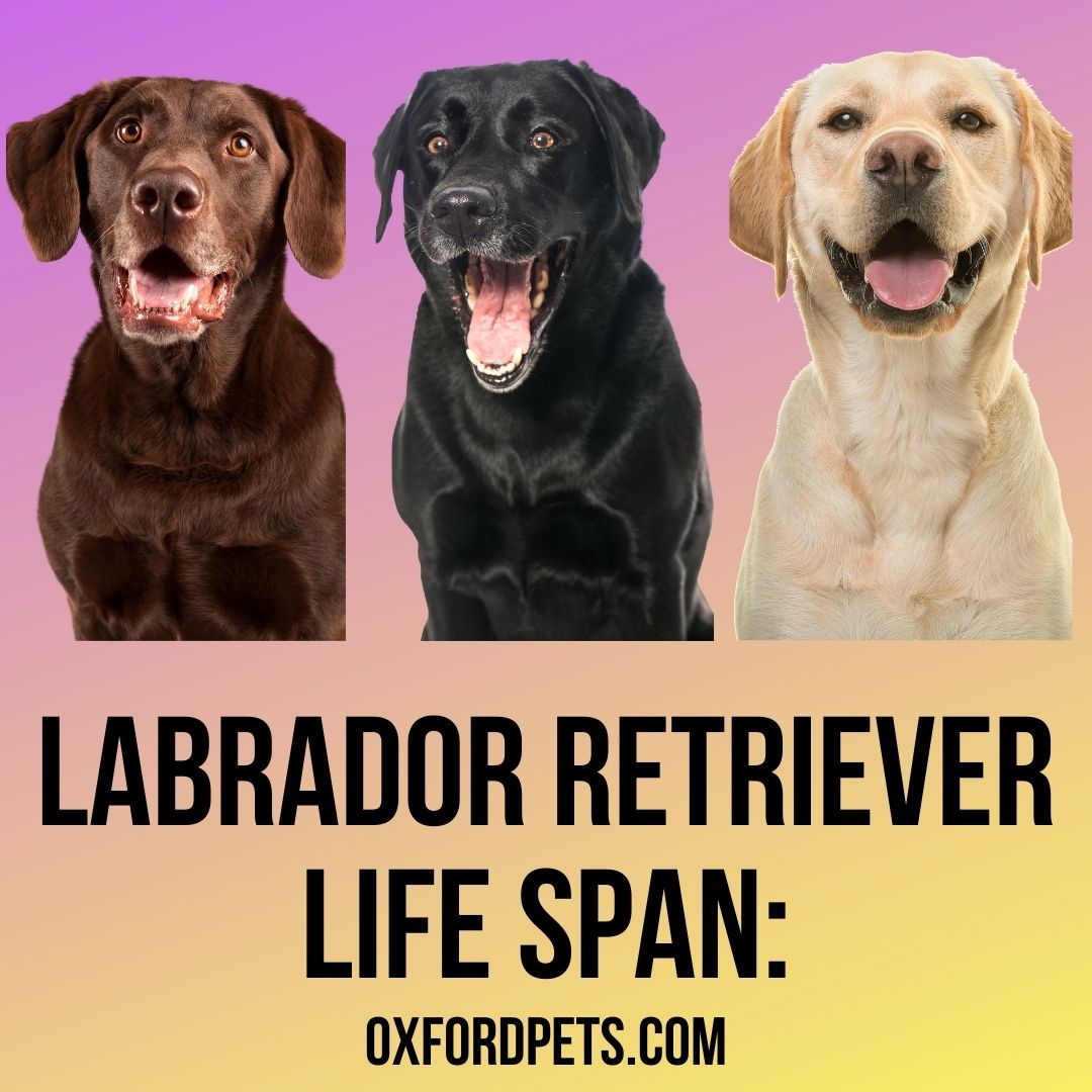 Labrador Retriever Life Span: How Long Do Labs Live? - Oxford Pets