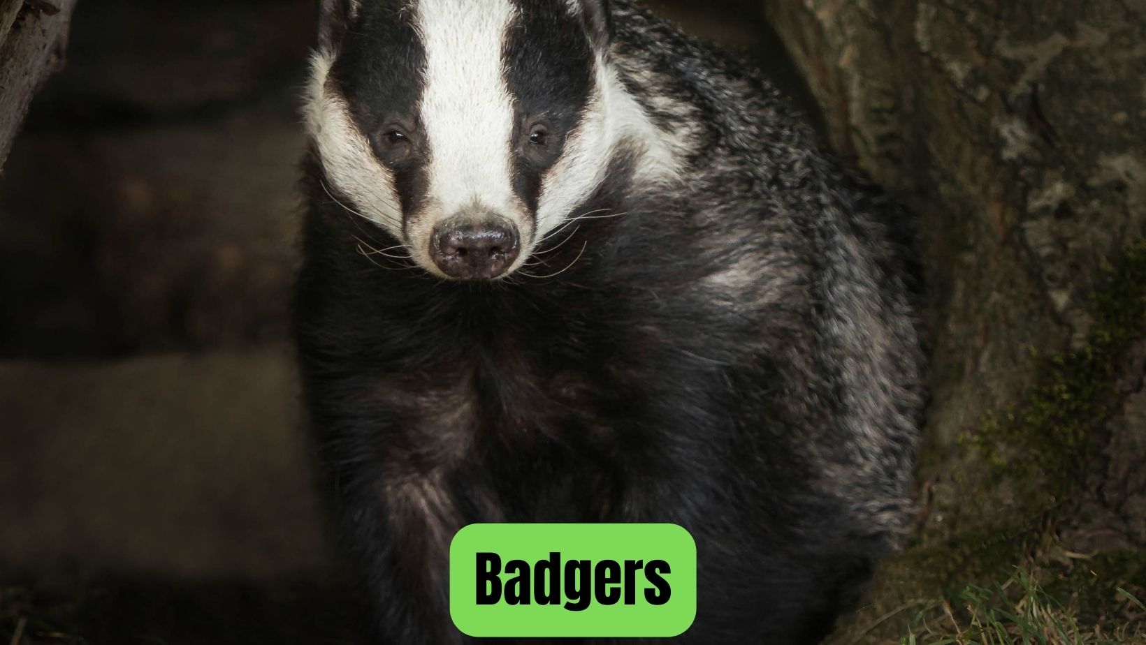 18 Most Dangerous Animals In Scotland - Oxford Pets