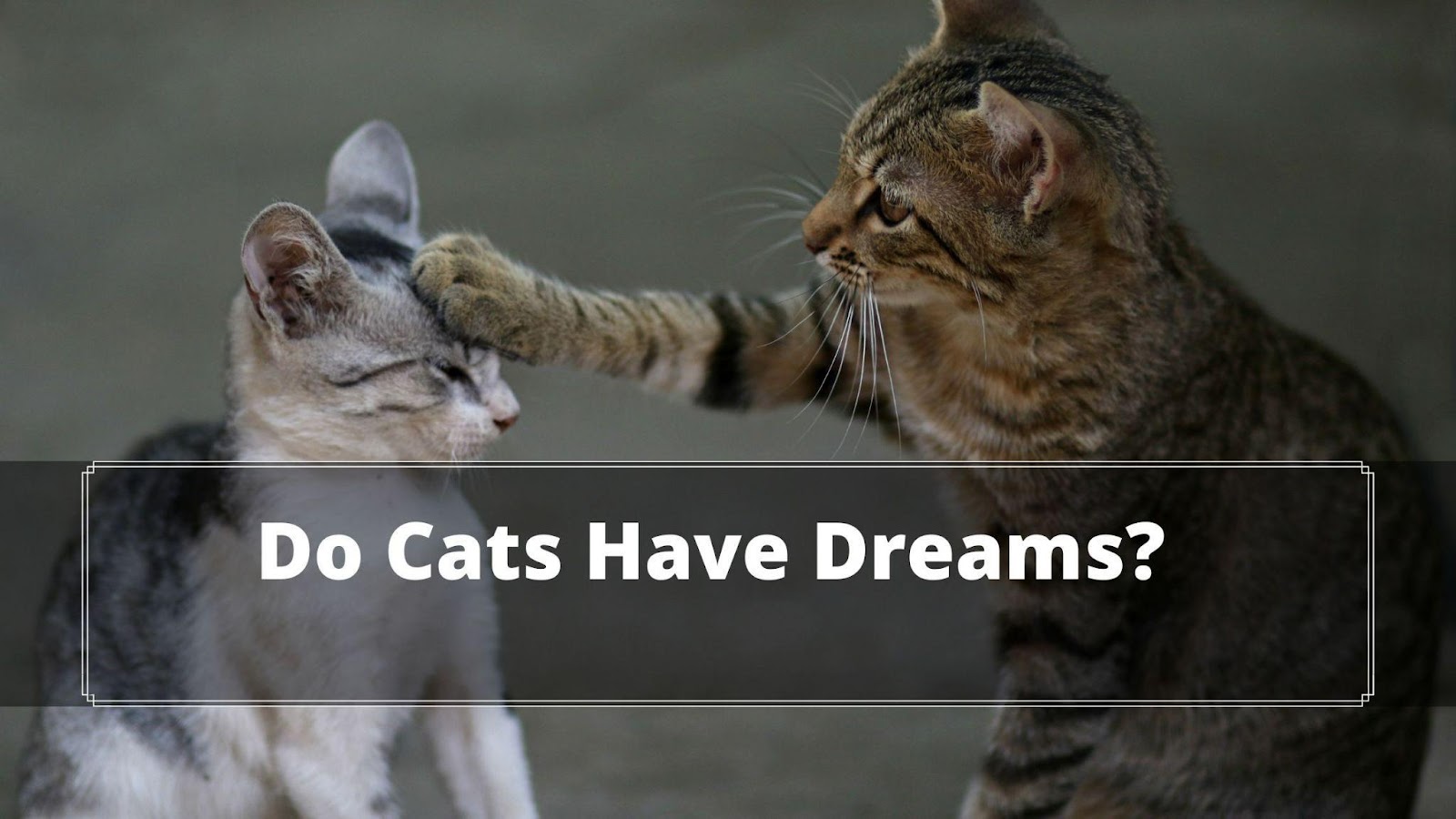 Do Cats Dream?+ (Do Cats Have Nightmares?) - Oxford Pets