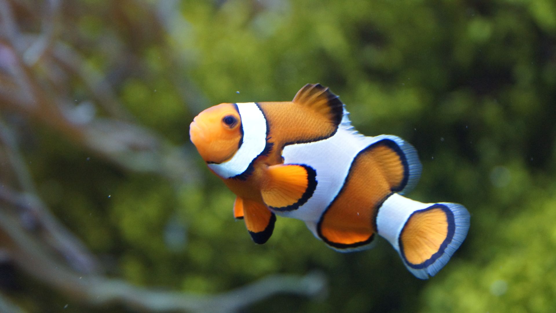 27 Fish Species With Big Eyes (Protruding/Bulging Eyes) - Oxford Pets