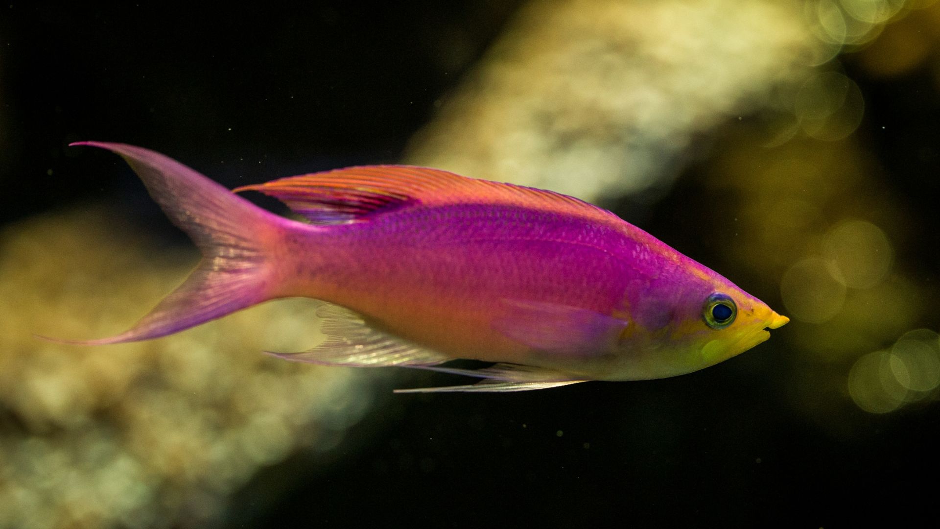 27 Fish Species With Big Eyes (Protruding/Bulging Eyes) - Oxford Pets