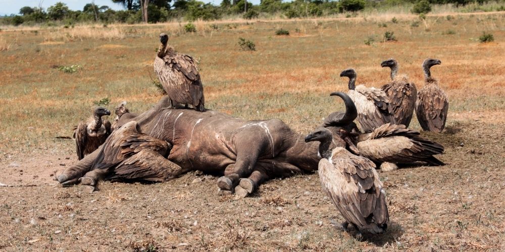 Can You Eat Vultures Meat? Safety, Risk And Laws - Oxford Pets