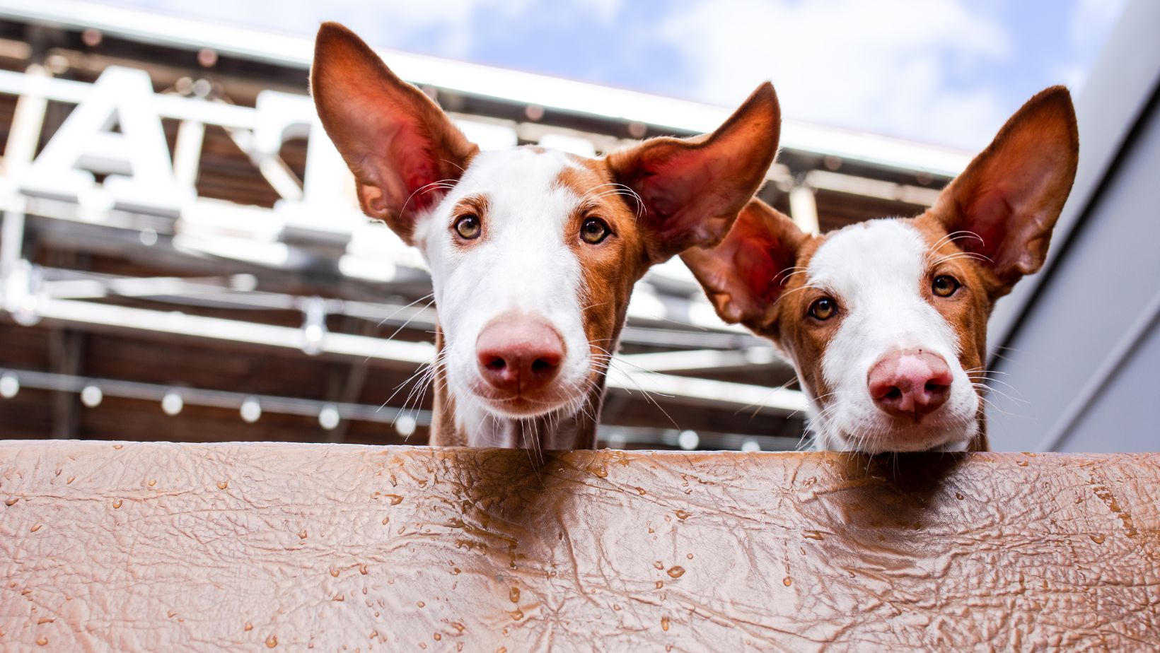 18 Skinny Dog Breeds List: Facts (+Photos) - Oxford Pets