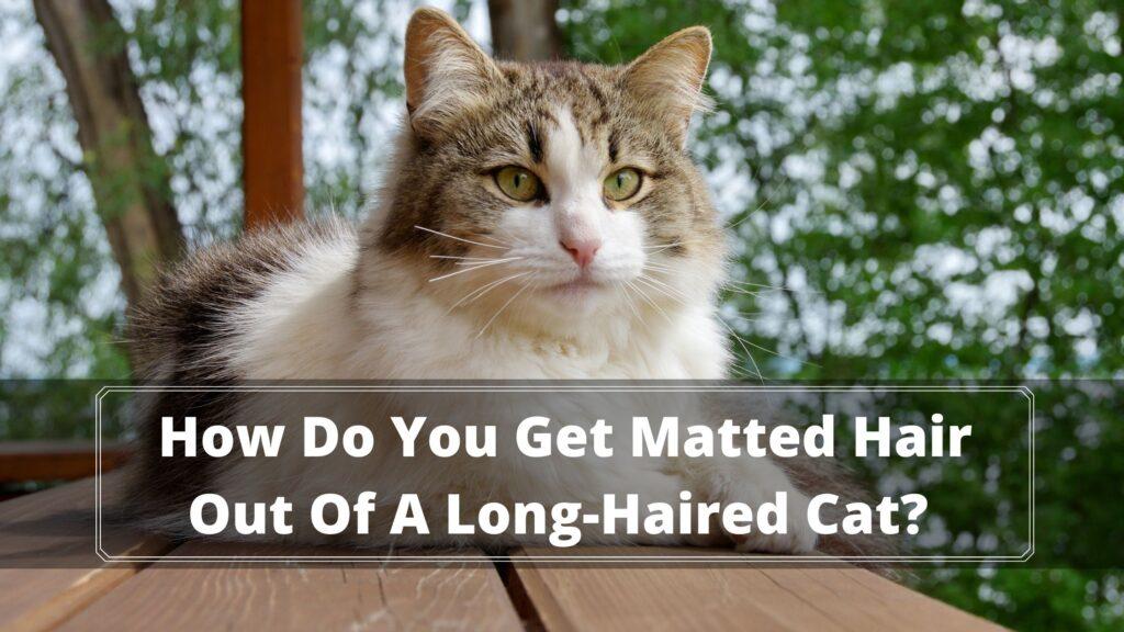 Grooming Long-Haired Cats With Matts: 101 Guide - Oxford Pets