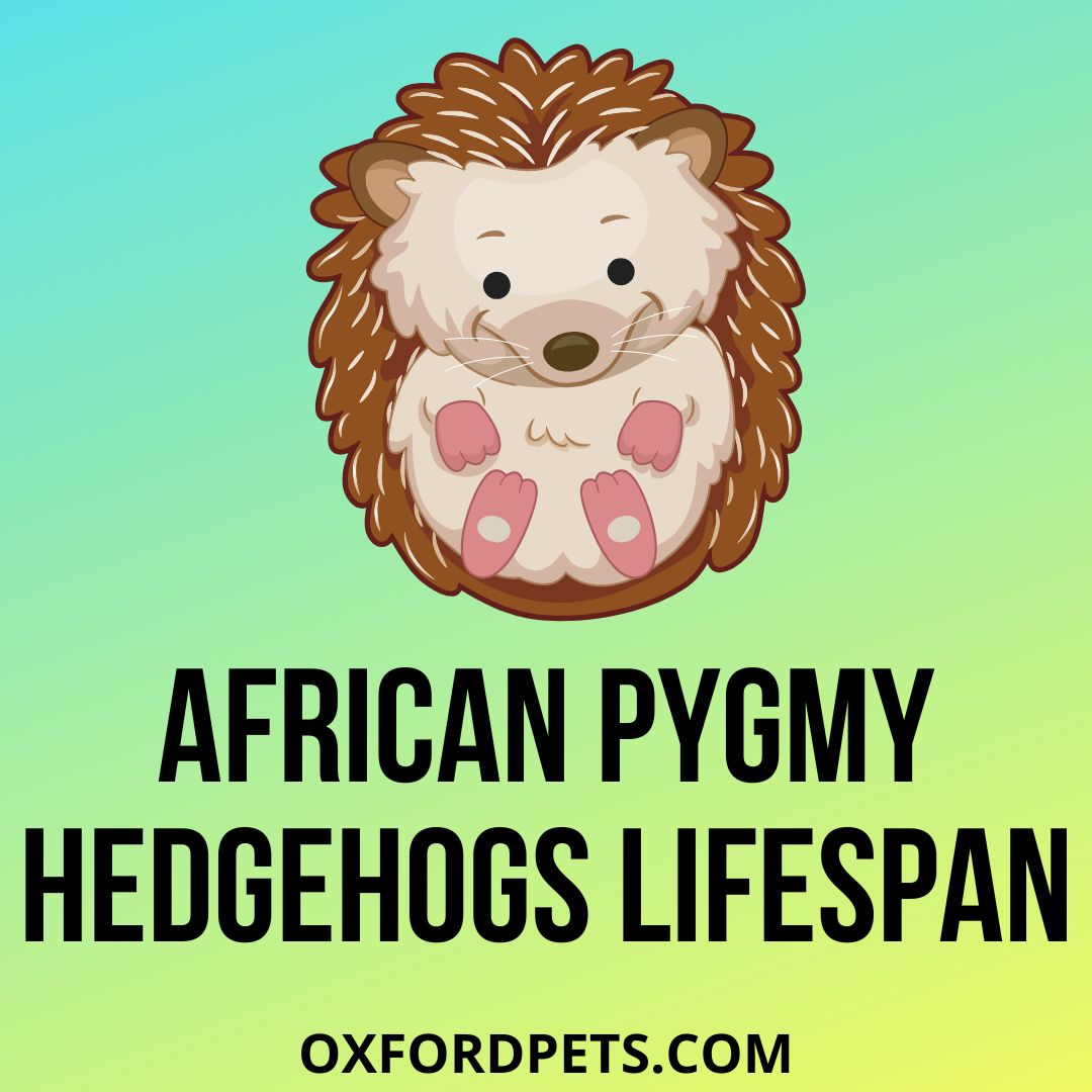 African Pygmy Hedgehogs Lifespan? #9 Factors You Must Know - Oxford Pets