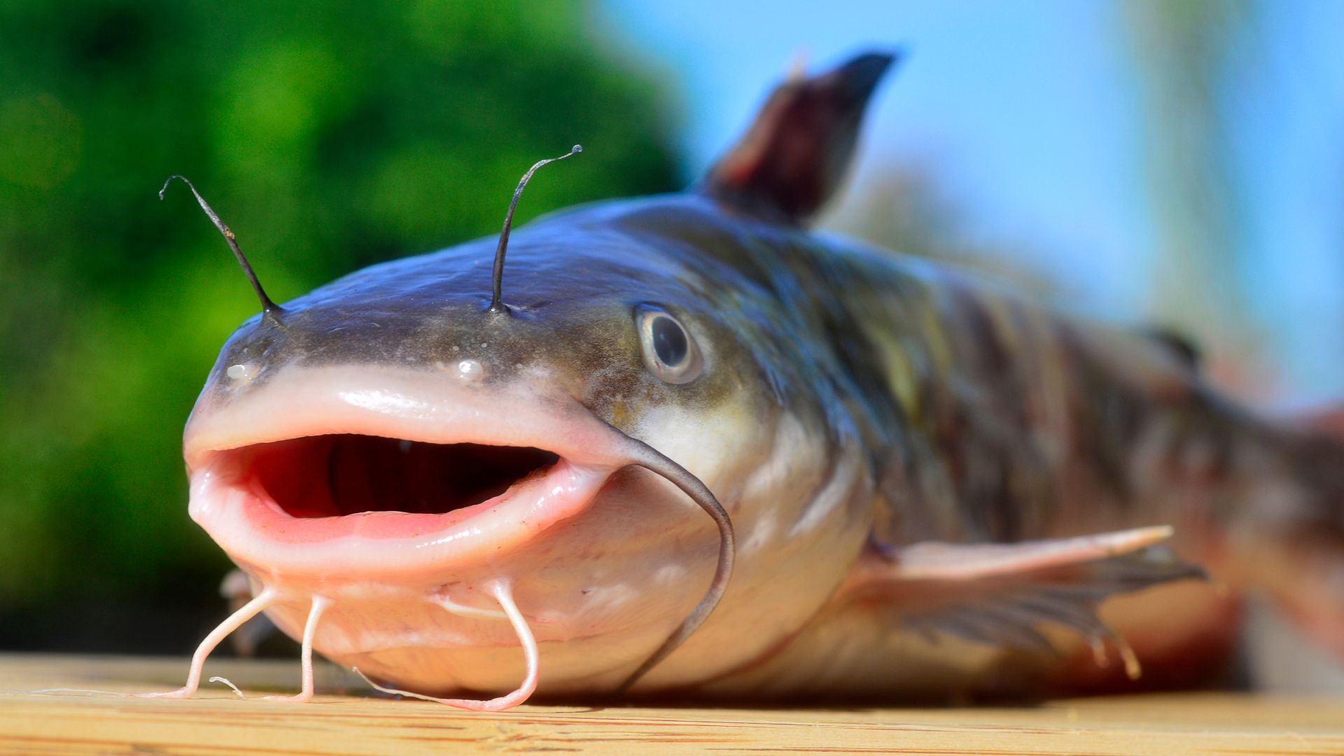 27 Fish Species With Big Eyes (Protruding/Bulging Eyes) - Oxford Pets