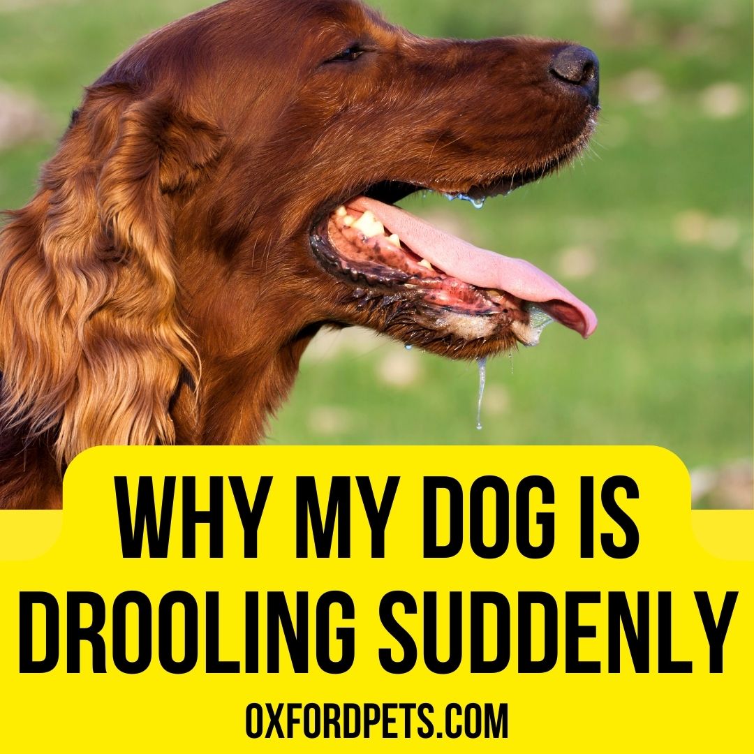 10 Reasons Why My Dog Is Drooling Suddenly? - Oxford Pets