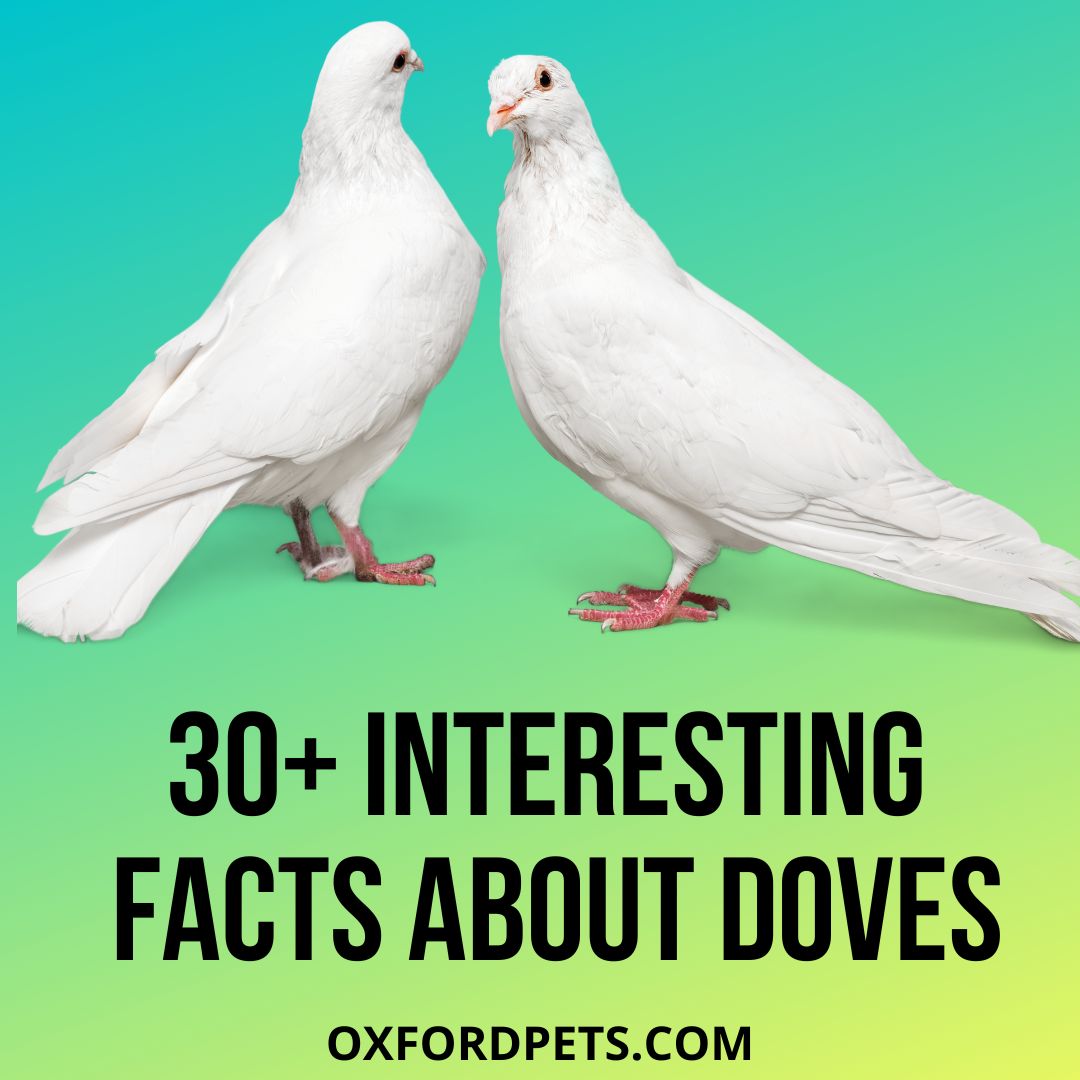 50+ Interesting Dove Facts You Must Know - Oxford Pets