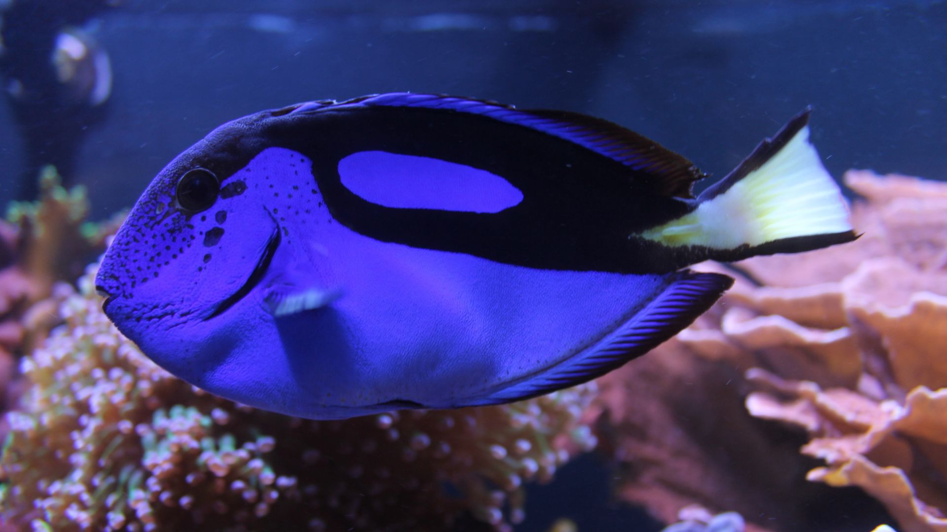 27 Fish Species With Big Eyes (Protruding/Bulging Eyes) - Oxford Pets