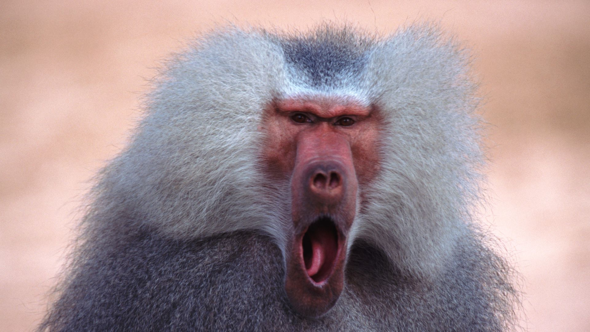 What Monkey Has A Red Butt Or Bottom? 7 Species - Oxford Pets