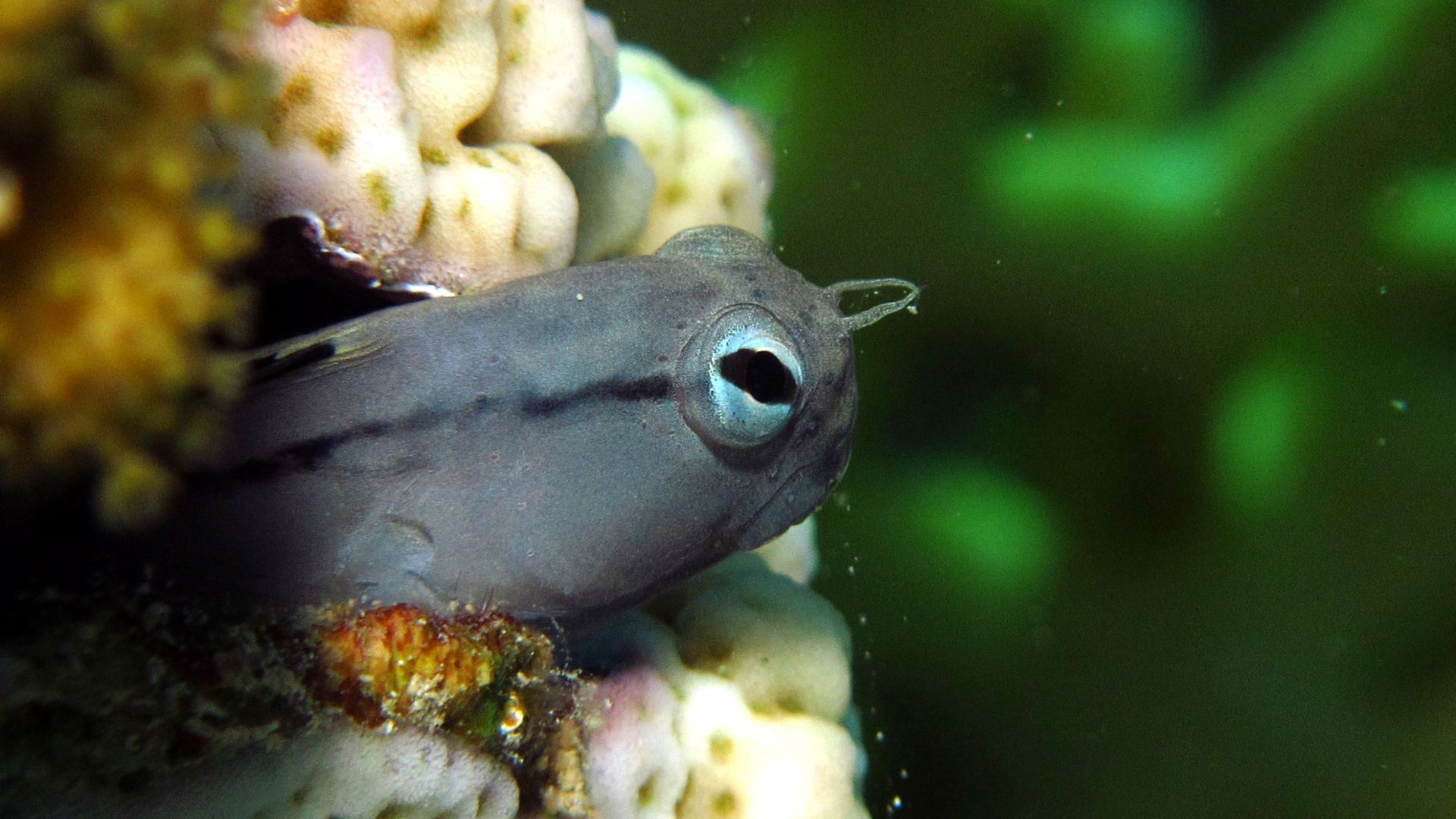 27 Fish Species With Big Eyes (Protruding/Bulging Eyes) - Oxford Pets