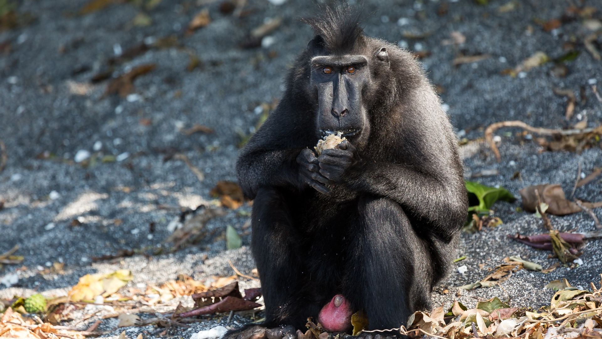 What Monkey Has A Red Butt Or Bottom? 7 Species - Oxford Pets