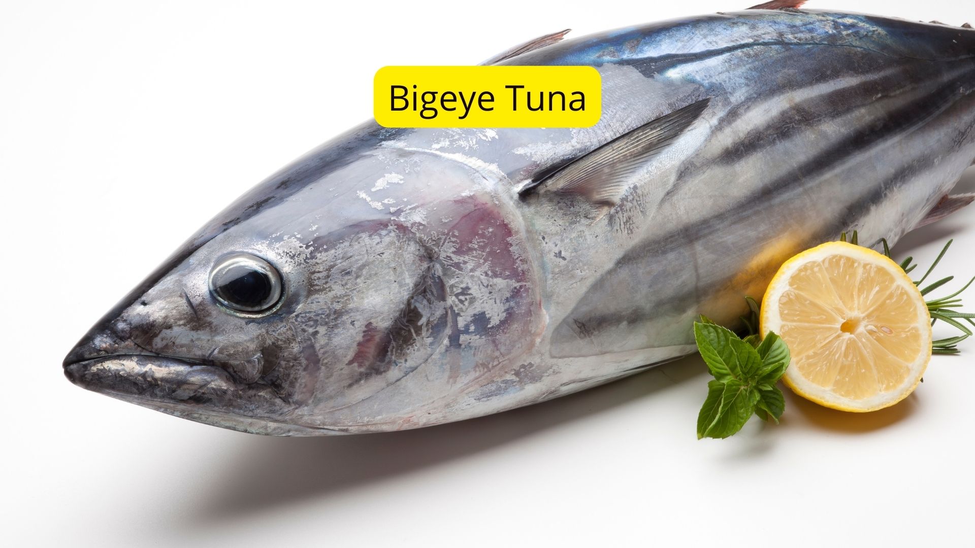 27 Fish Species With Big Eyes (Protruding/Bulging Eyes) - Oxford Pets