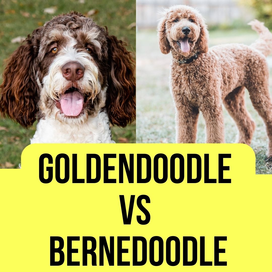 Goldendoodle Vs Bernedoodle: A Full Comparison - Oxford Pets