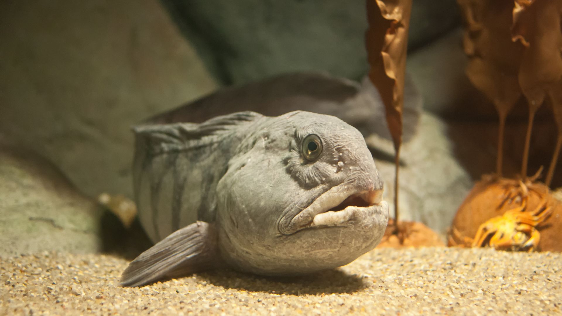 27 Fish Species With Big Eyes (Protruding/Bulging Eyes) - Oxford Pets
