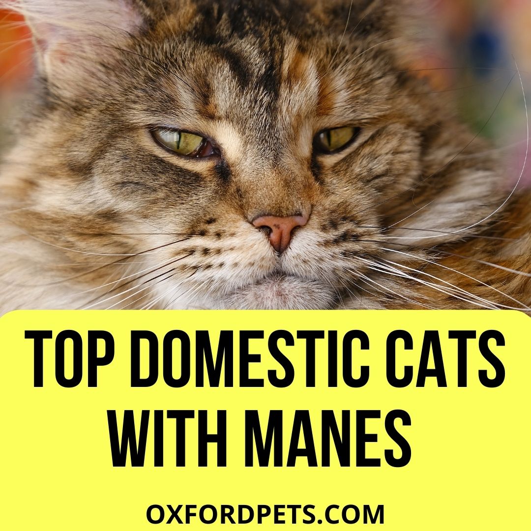 Top 7 Domestic Cats With Manes (2022 Buyer’s Guide) - Oxford Pets