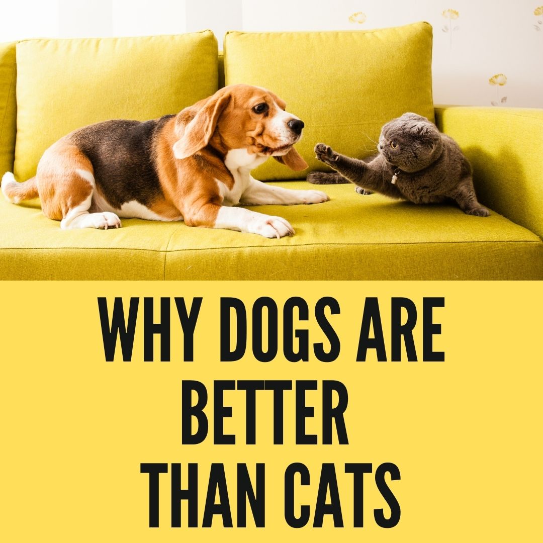 Why Dogs Are Better Than Cats? 10+ Scientific reasons - Oxford Pets