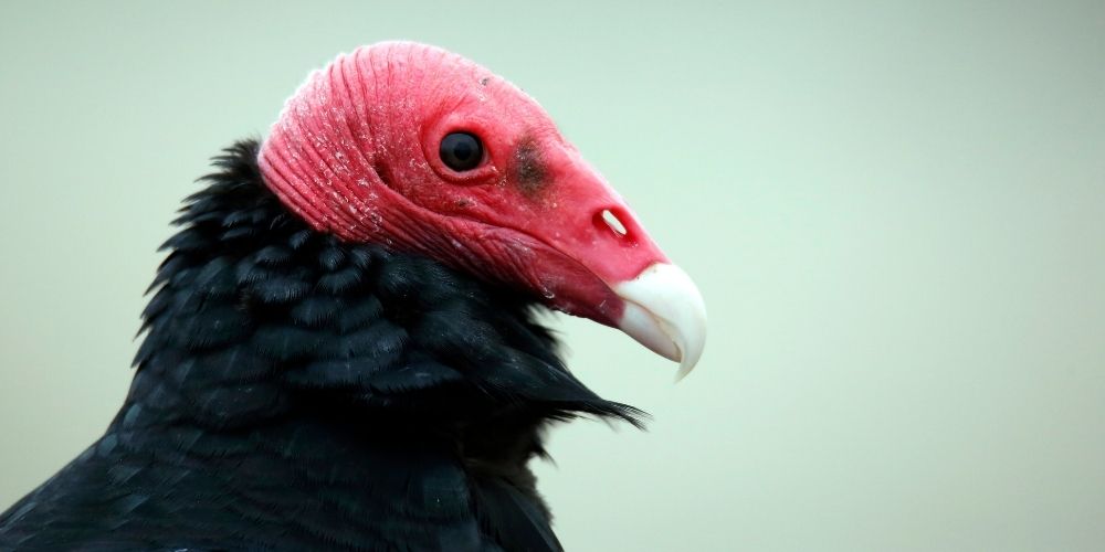 Can You Eat Vultures Meat? Safety, Risk And Laws - Oxford Pets
