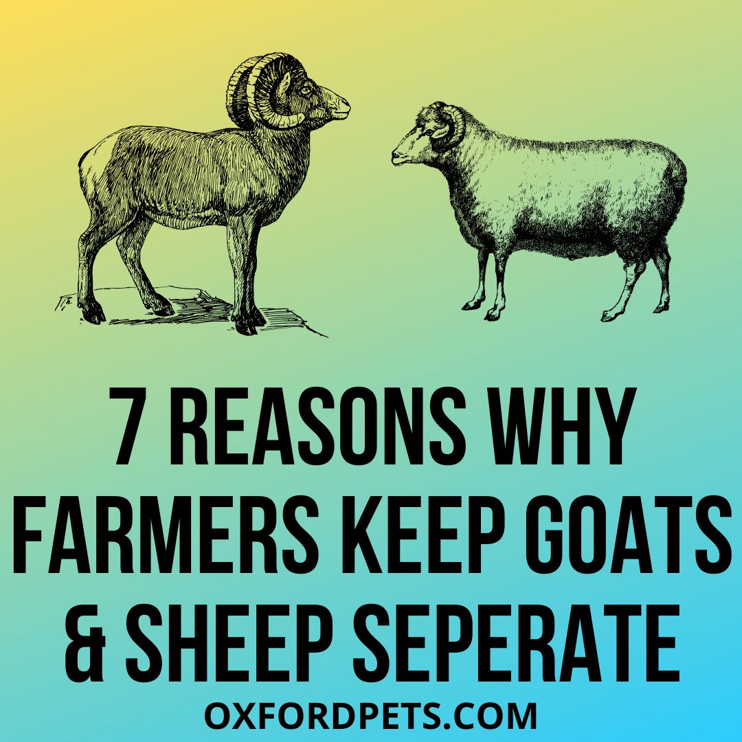 11 Reasons Why Farmers Separate Goats and Sheep? - Oxford Pets