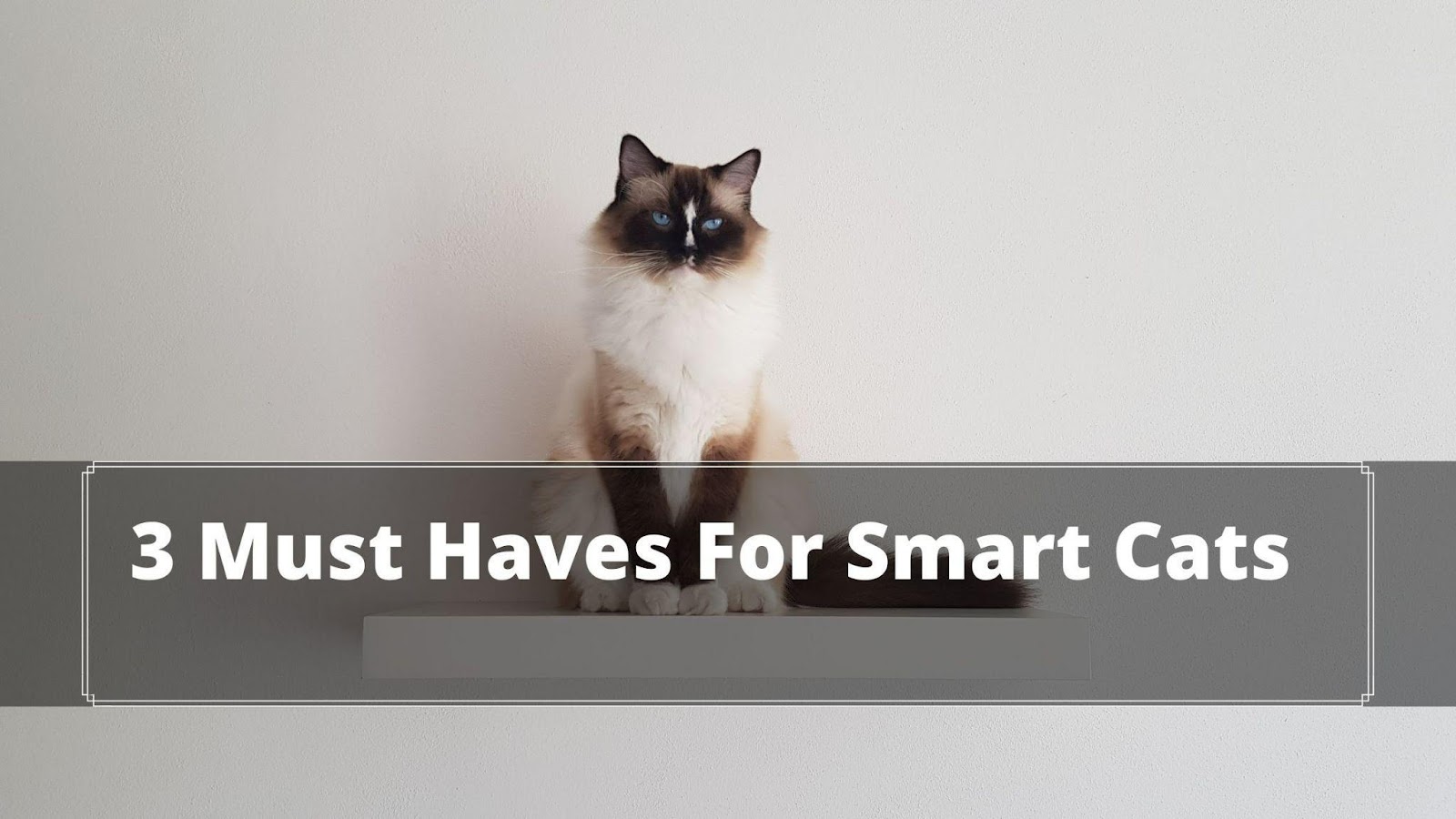 How Smart Are Cats? Are Cats The Smartest Pet? - Oxford Pets