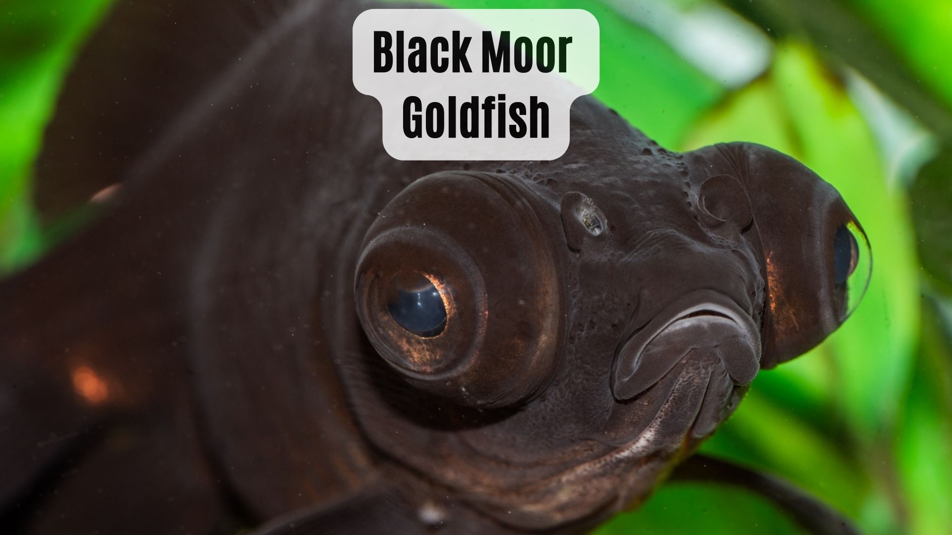 27 Fish Species With Big Eyes (Protruding/Bulging Eyes) - Oxford Pets