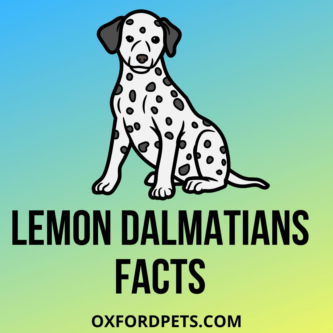 Lemon Dalmatian Facts (Personality, Color, Traits & More) - Oxford Pets