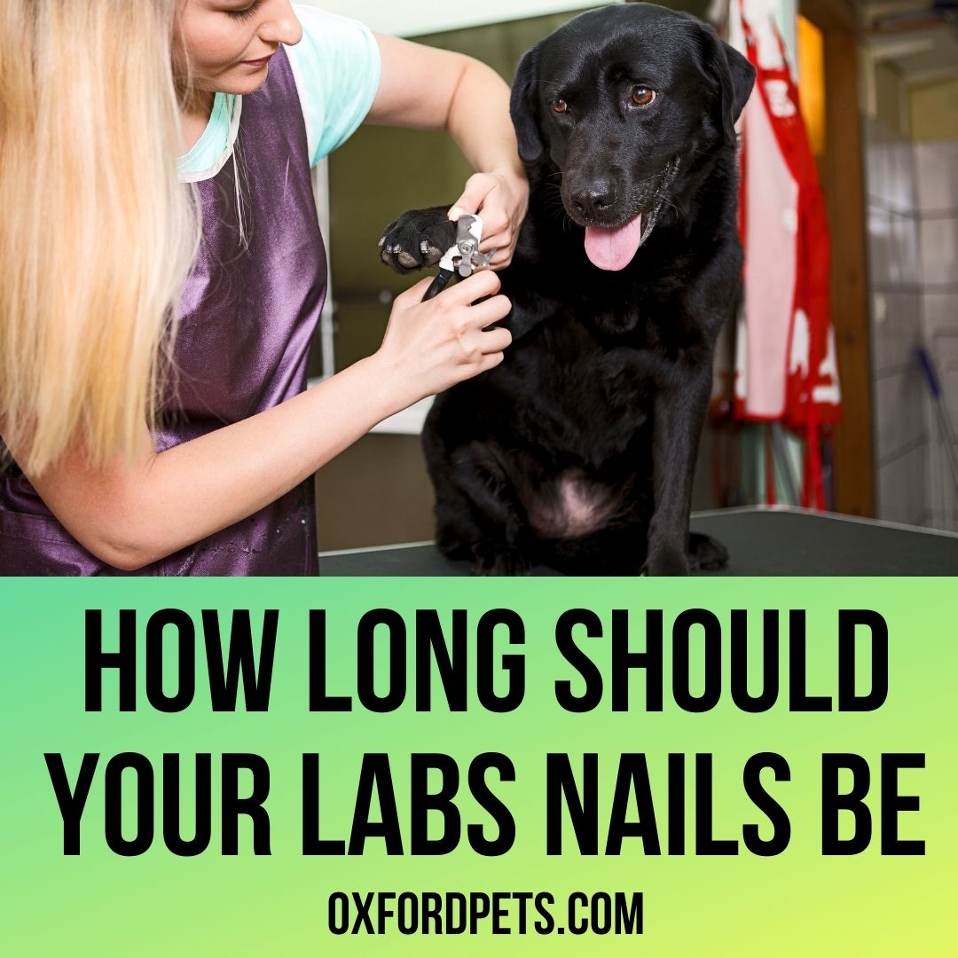 Labradors Nail Size Guide: How Long Can Labs Nails Be? - Oxford Pets