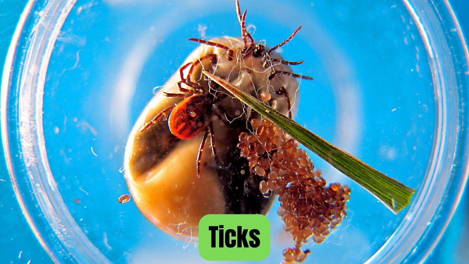 18 Most Dangerous Animals In Scotland - Oxford Pets