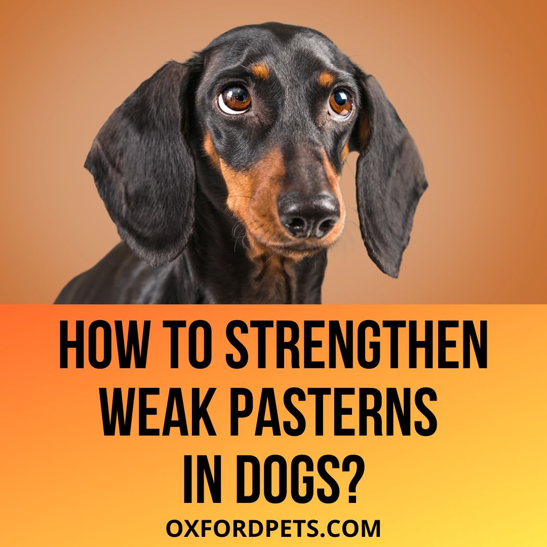 5 Ways To Strengthen Weak Pasterns In Dogs? - Oxford Pets