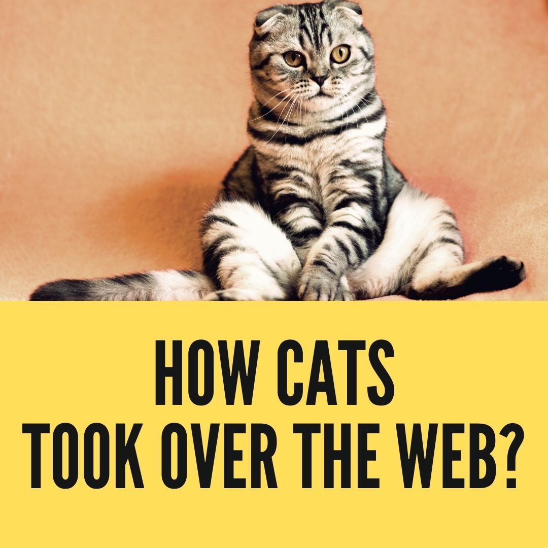 Why Are Cats Popular On The Internet? How Cats Took Over the Web ...