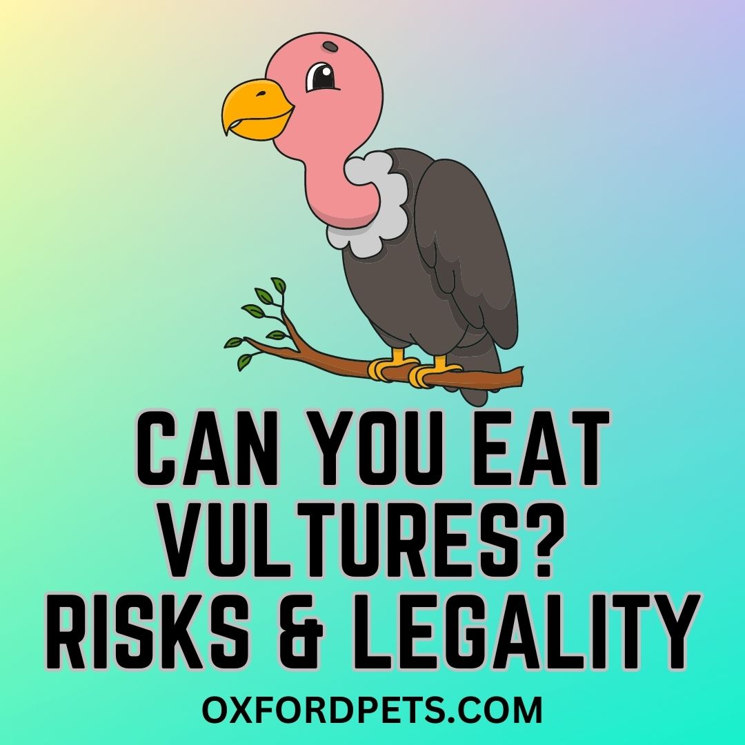 Can You Eat Vultures Meat? Safety, Risk And Laws - Oxford Pets