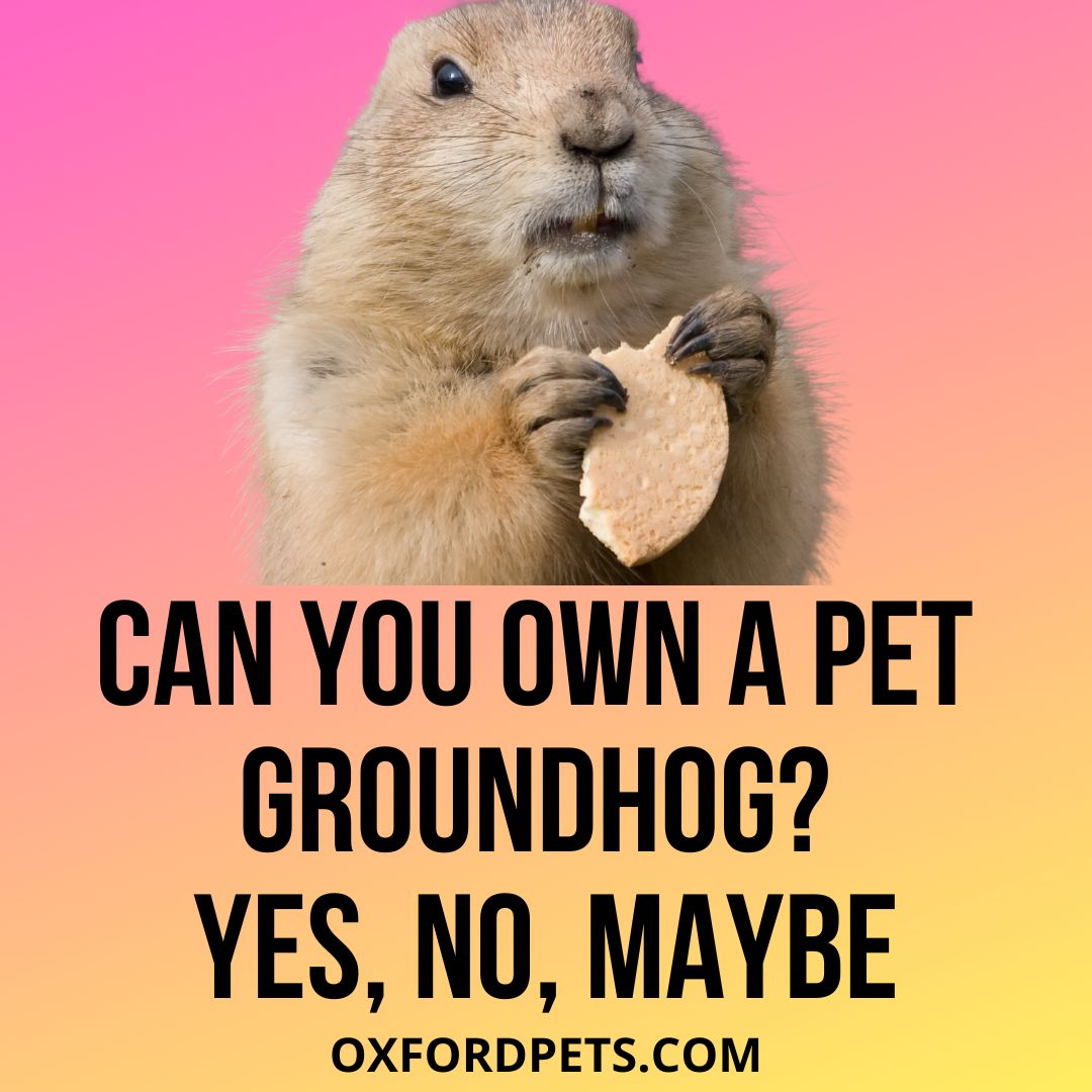 Can You Own a Pet Groundhog? Is It Legal? - Oxford Pets