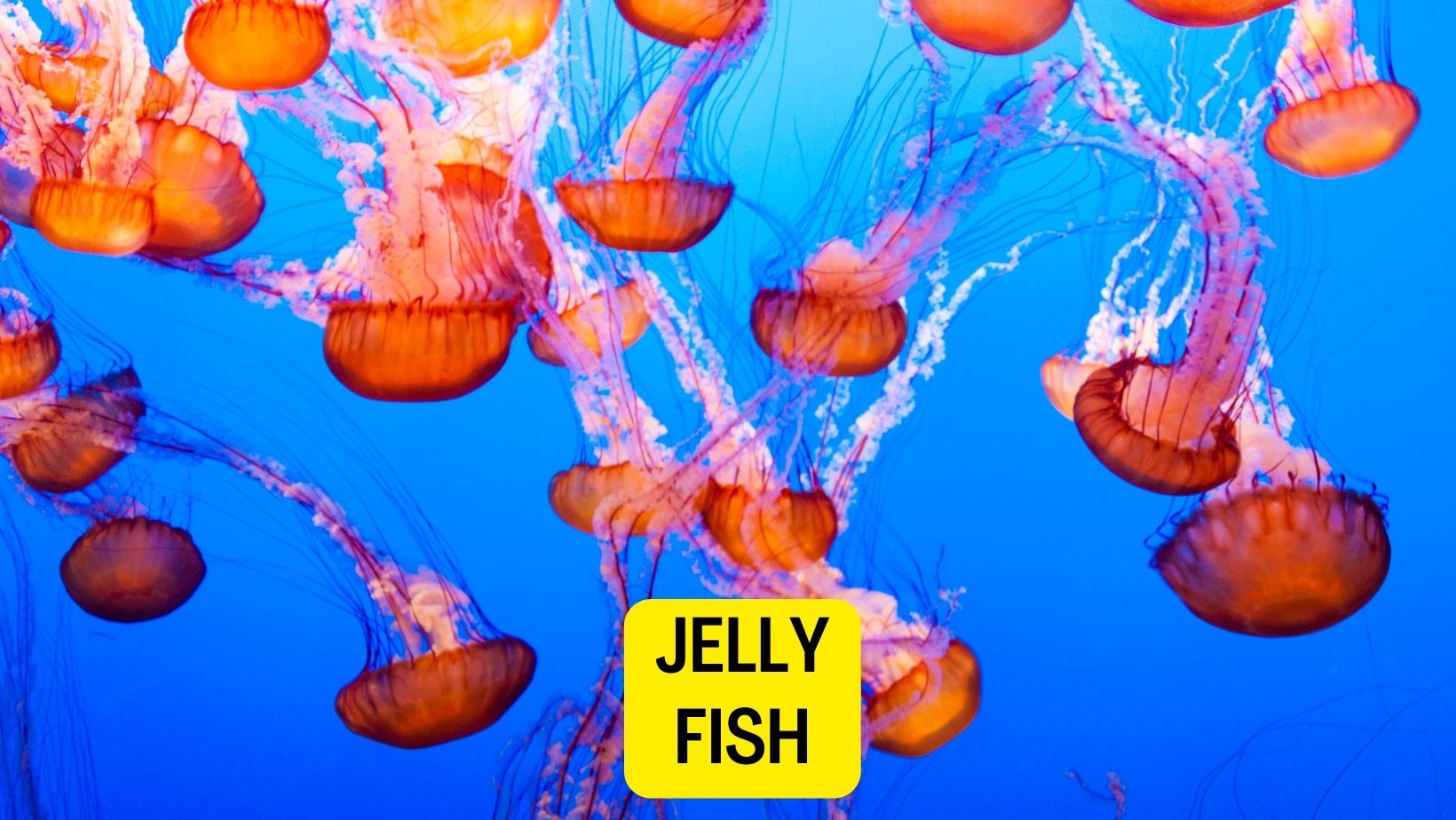 18 Most Dangerous Animals In Scotland - Oxford Pets