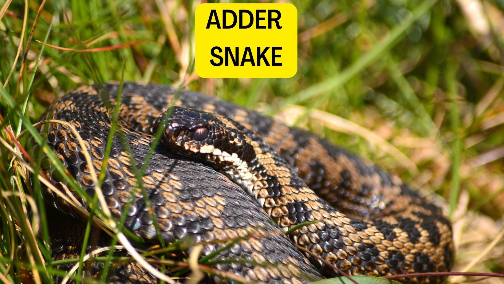 18 Most Dangerous Animals In Scotland - Oxford Pets