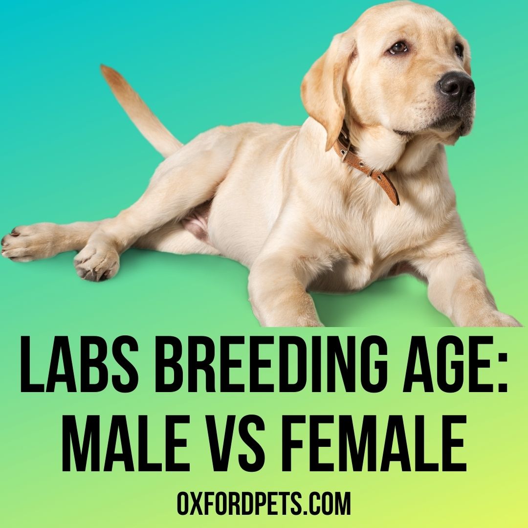 Labrador Retriever Breeding Age: Male Vs Female - Oxford Pets