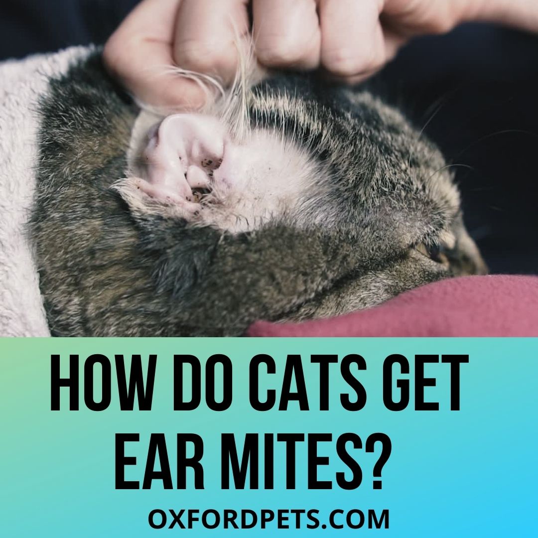 How Do Cats Get Ear Mites? 5 Reasons Explained. - Oxford Pets