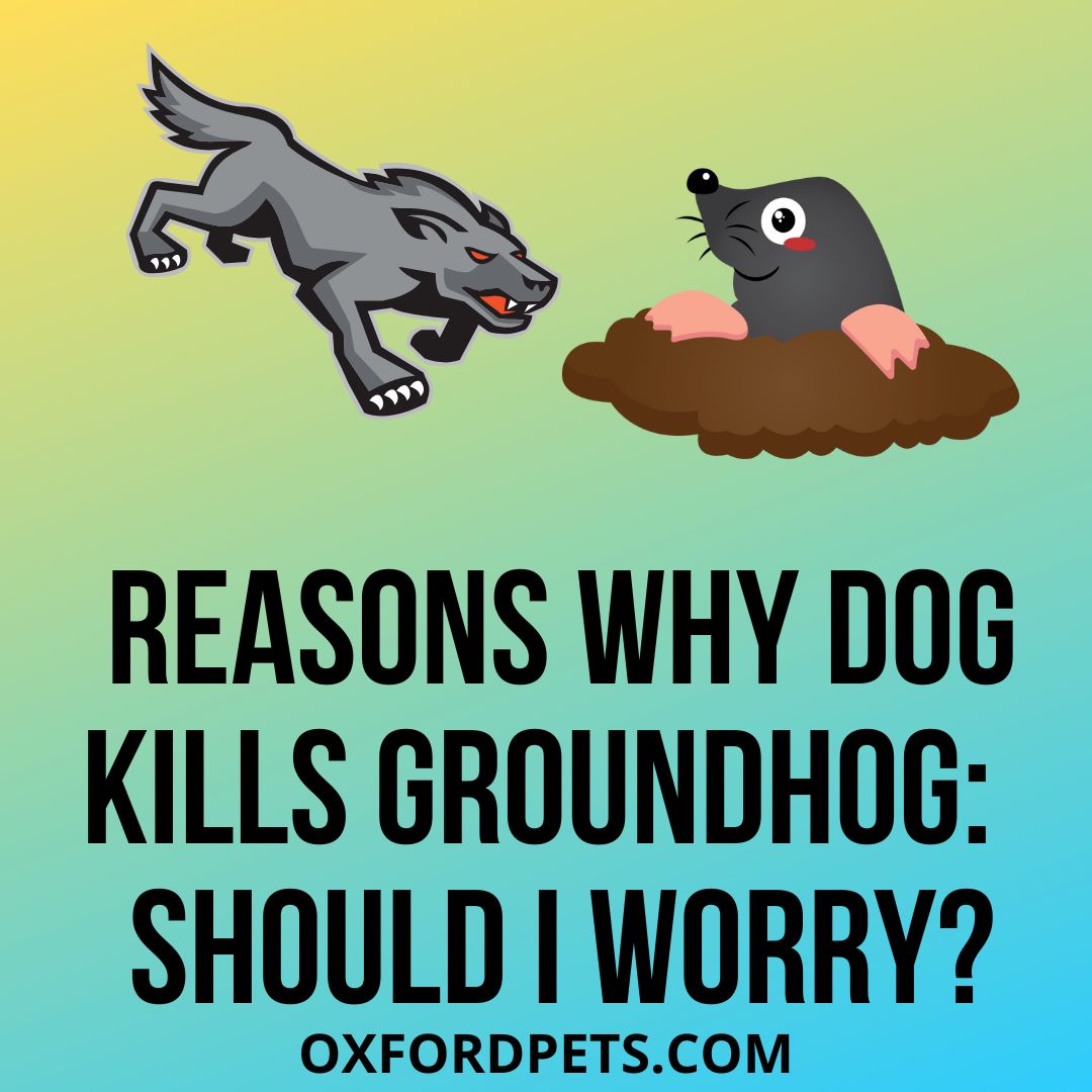 My Dog Killed and Ate A Groundhog: is it Normal? - Oxford Pets