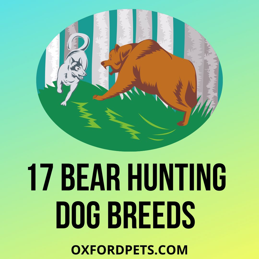 17 Bear Hunting Dog Breeds To Keep Bears Away - Oxford Pets