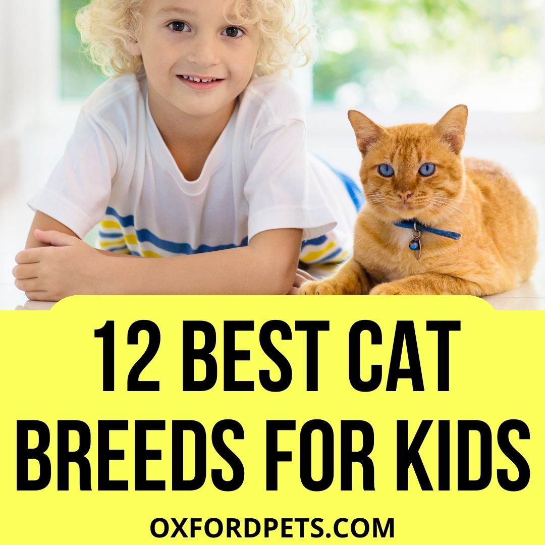 12 Best Cat Breeds for Kids (2022 Buyer’s Guide) - Oxford Pets