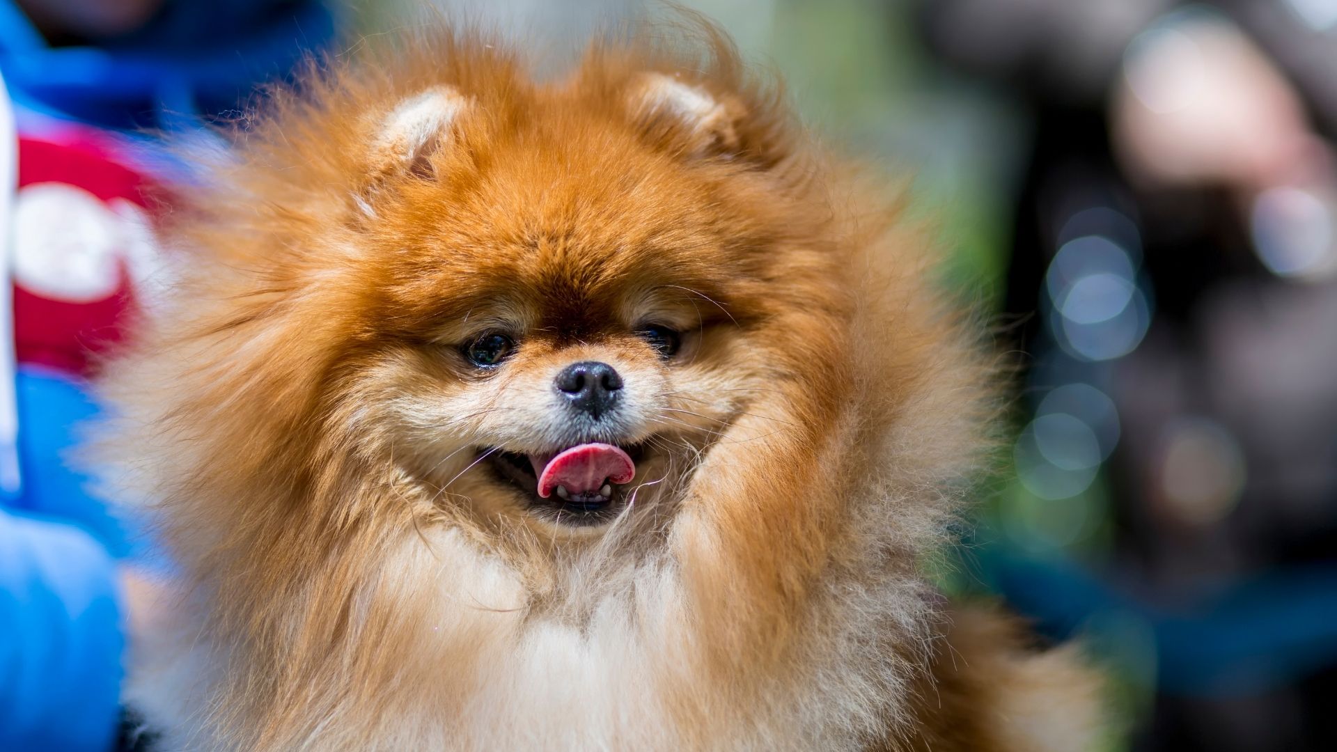 9 Dogs With Purple Tongues?+ (2022 List) - Oxford Pets