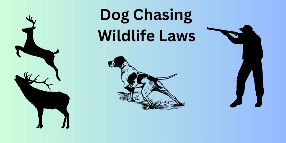 Can You Shoot Dogs Chasing Deer Or Moose? 10 Dog Chasing Wildlife Laws ...