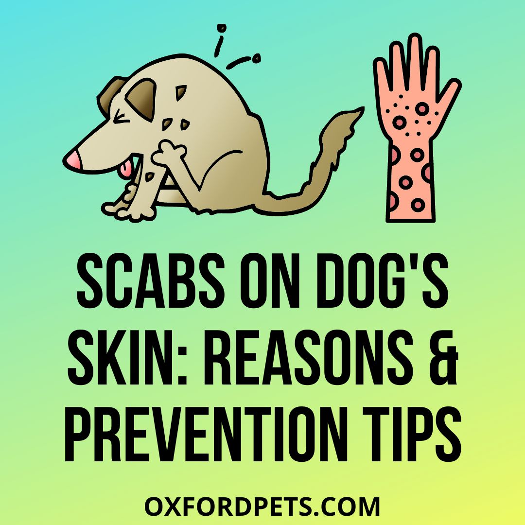 Scabs on Dogs Skin: [11 Reasons, 4 Tips To Prevent] - Oxford Pets