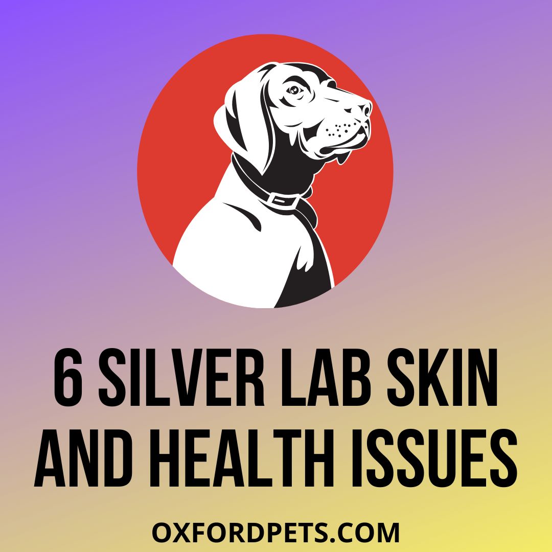 6 Common Silver Lab Skin and Health Issues - Oxford Pets